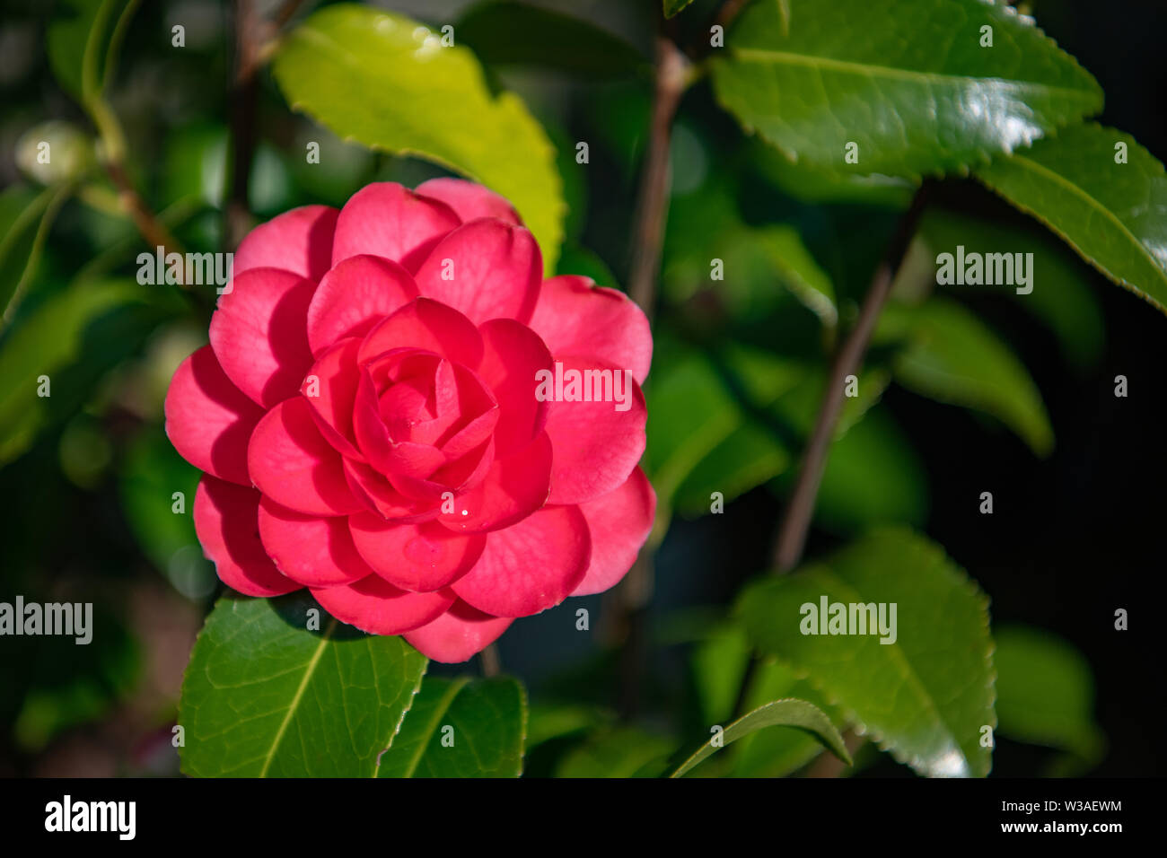 Camellia japonica spring hi-res stock photography and images - Alamy