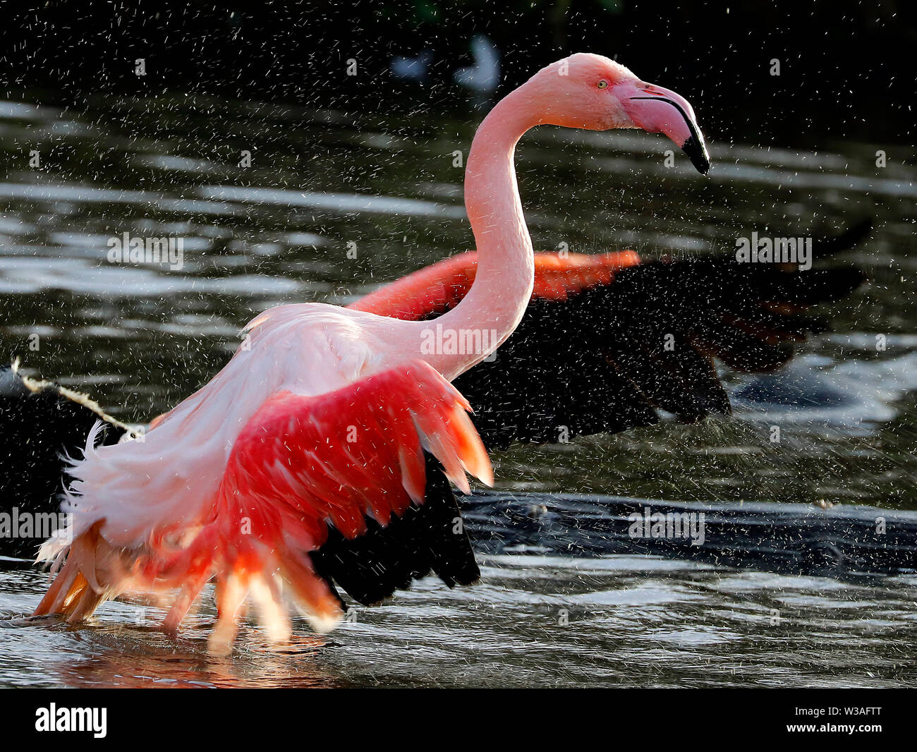 Pink Flamingo exercising his wings whilst splashing about in the water ...