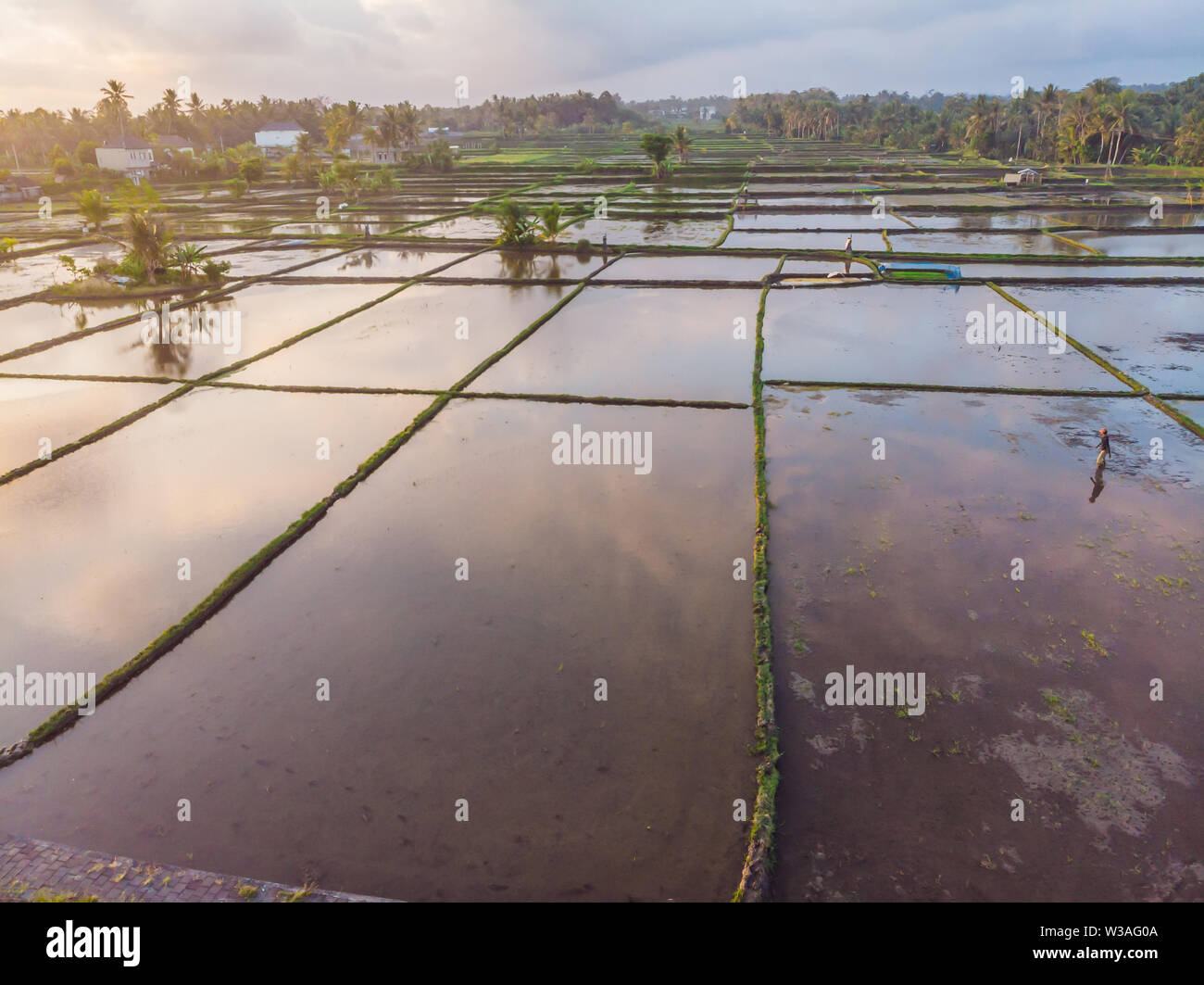 Rice Terrace Aerial Shot. Image of beautiful terrace rice field Stock ...
