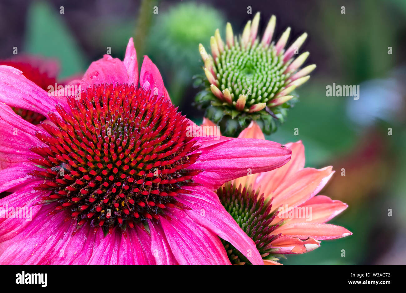 Cone flower hi-res stock photography and images - Alamy