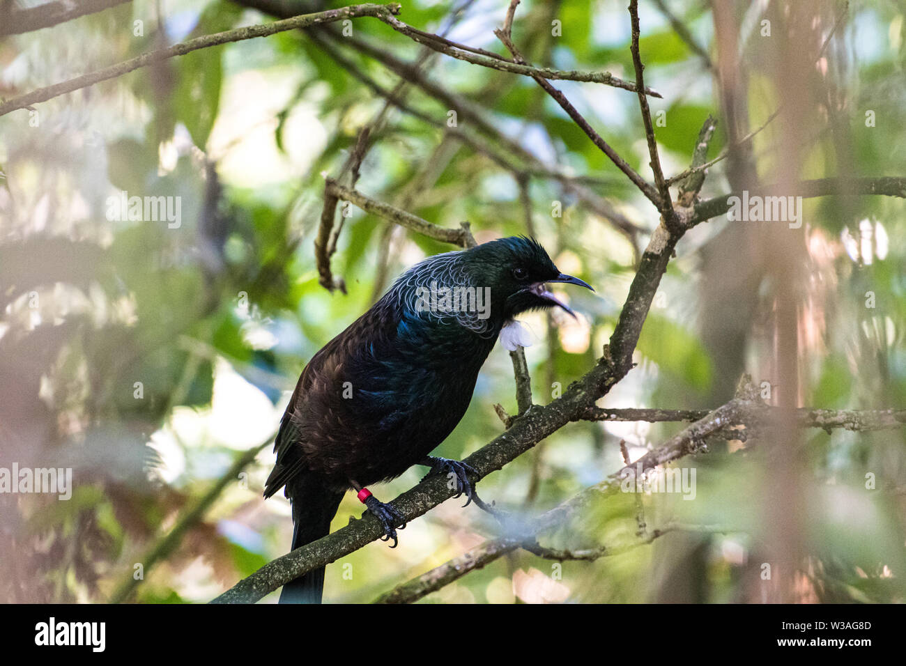 Tui calling in a tree for a mate with shallow depth of field Stock ...