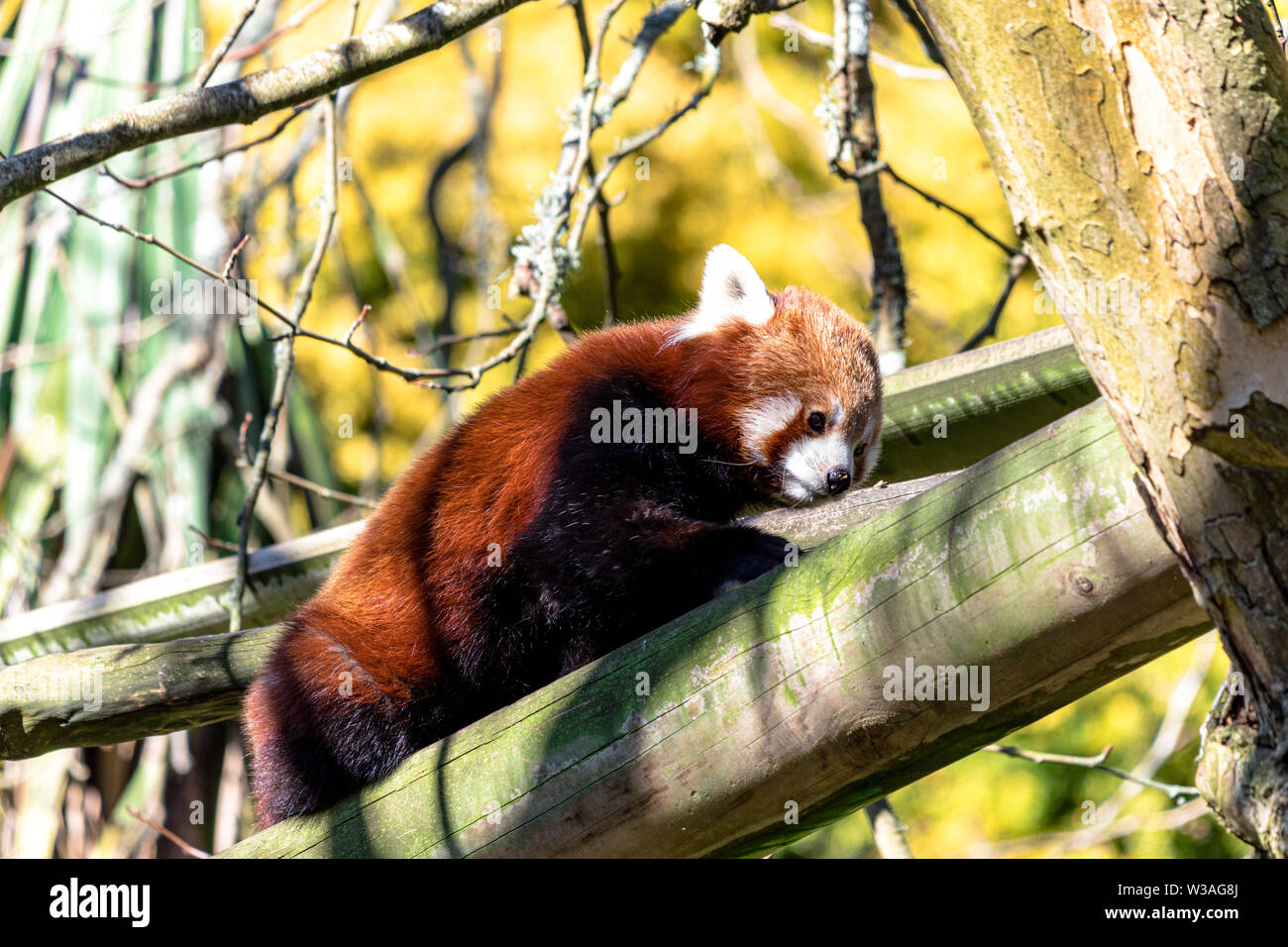 Red Panda going on an adventure in the treetops Stock Photo - Alamy