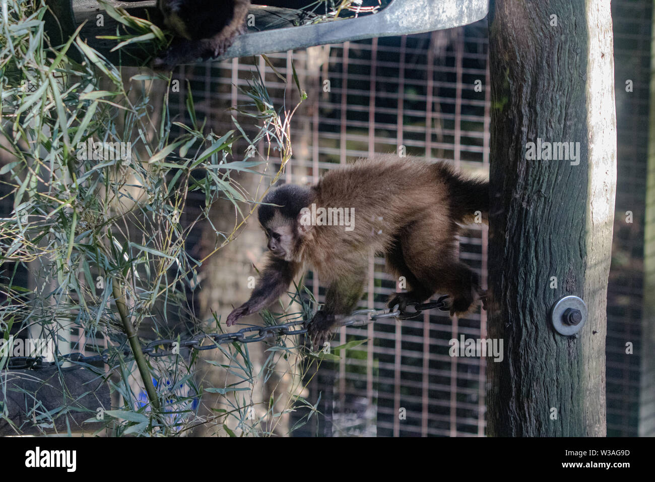 Capuchin Monkey climbing across a chain in its enclosure Stock Photo ...