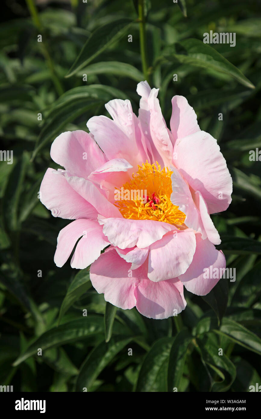 Paeonia sea shell hi-res stock photography and images - Alamy