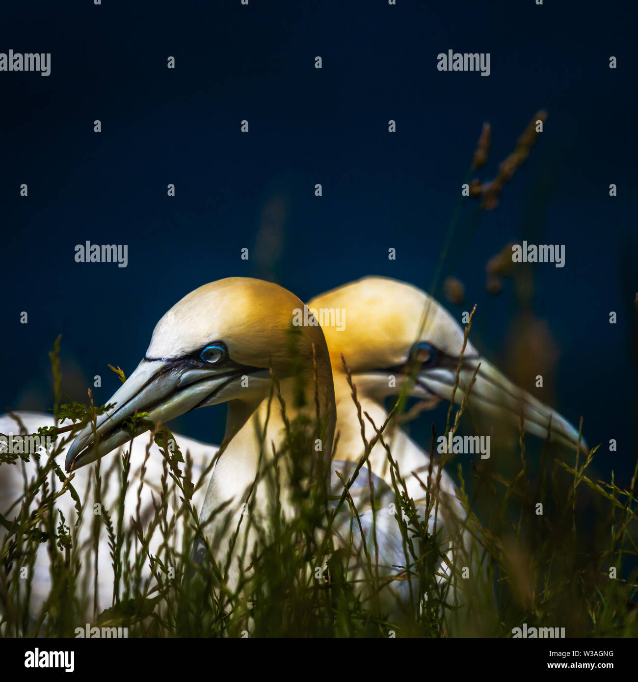 White long neck bird with yellow beak hi-res stock photography and ...
