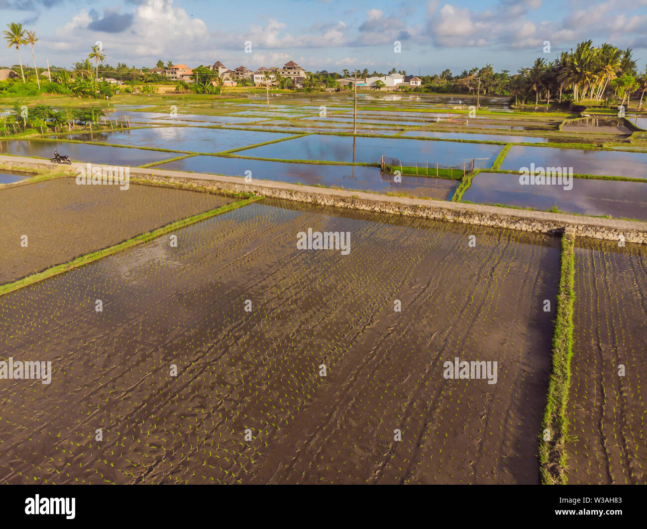 Rice Terrace Aerial Shot. Image of beautiful terrace rice field Stock ...