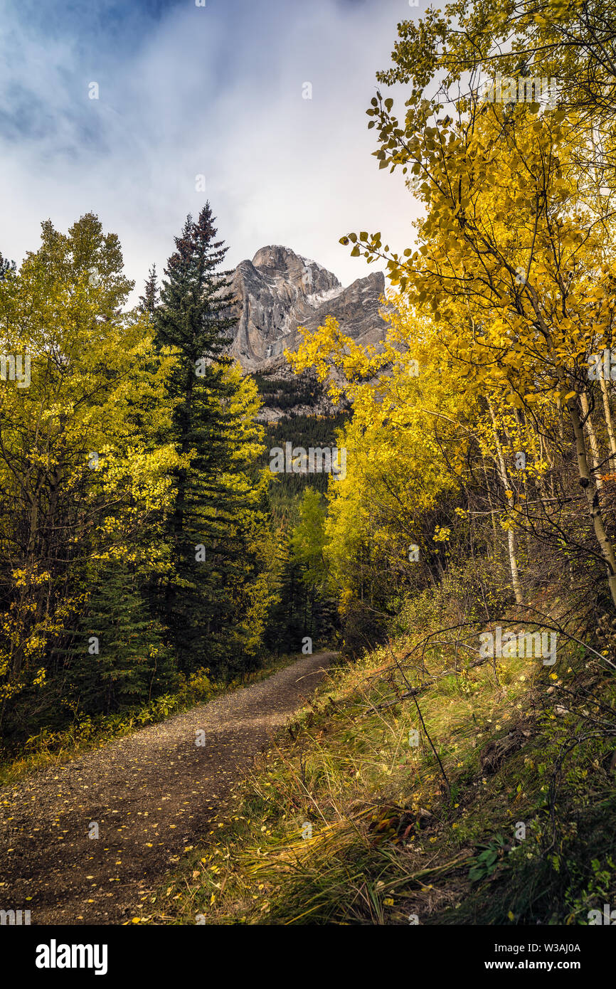 Forest of yellow larch near Canmore, Banff National Park, Canada Stock ...
