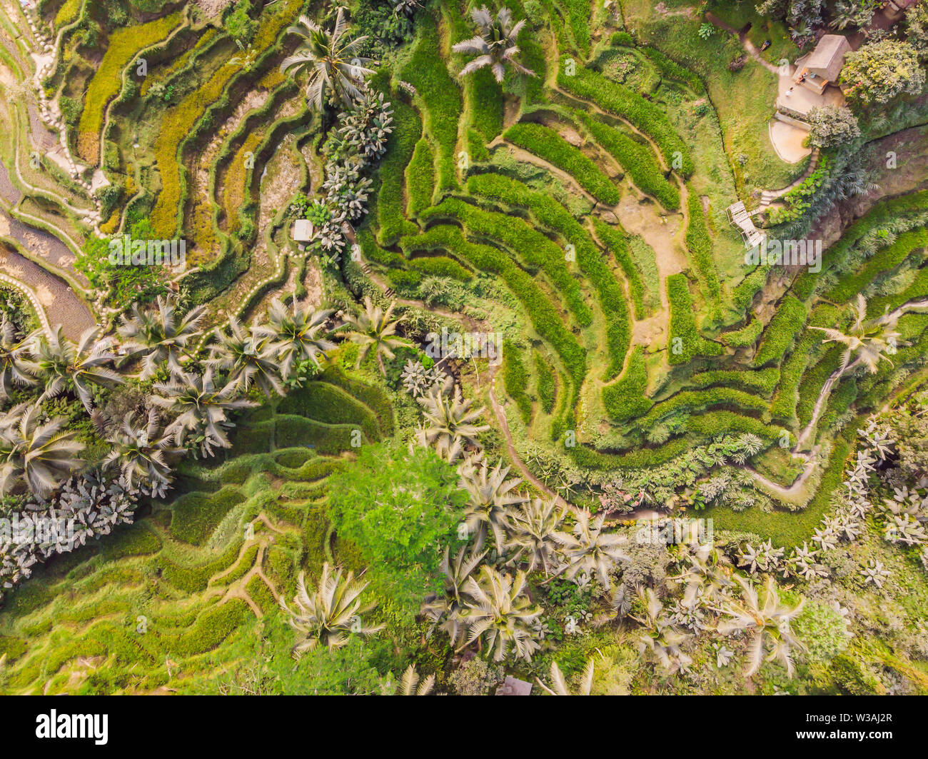 Rice Terrace Aerial Shot. Image of beautiful terrace rice field Stock ...