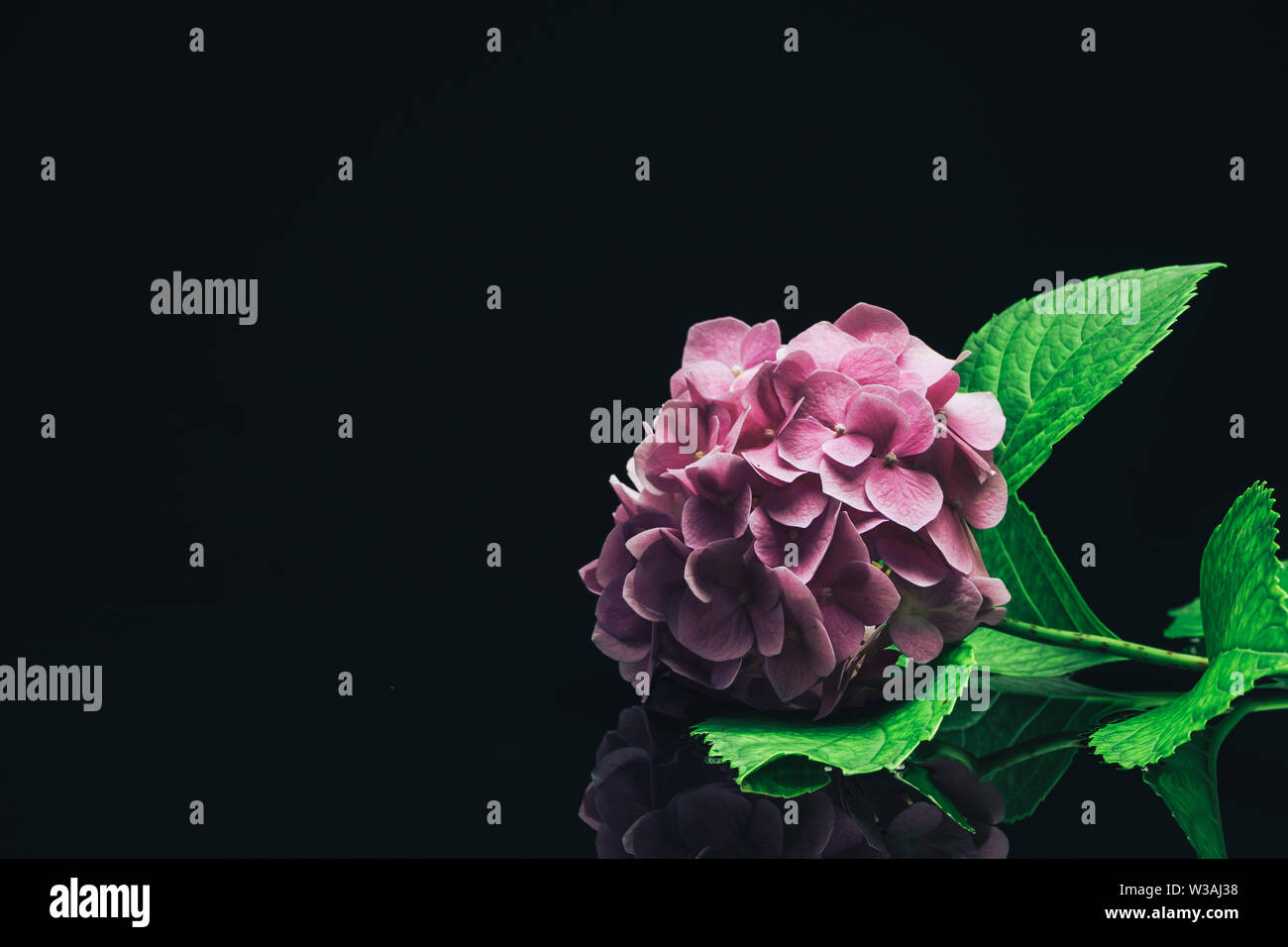 Beautiful purple hydrangea flower on a glass black background Stock ...