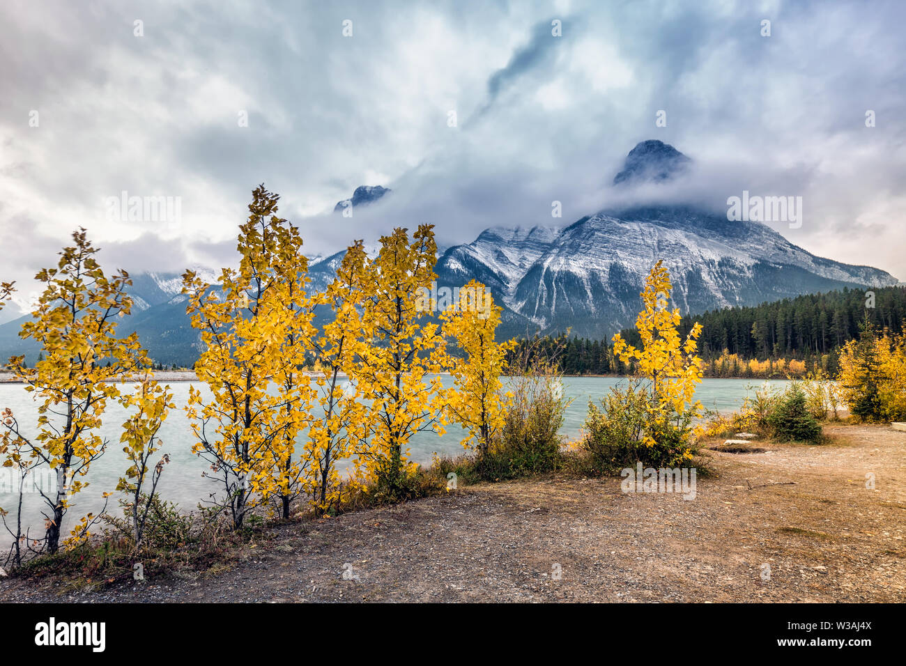 Yellow larch near Canmore, Banff National Park, Canada Stock Photo - Alamy