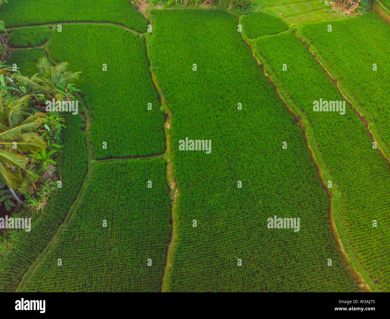 Rice Terrace Aerial Shot. Image of beautiful terrace rice field Stock ...