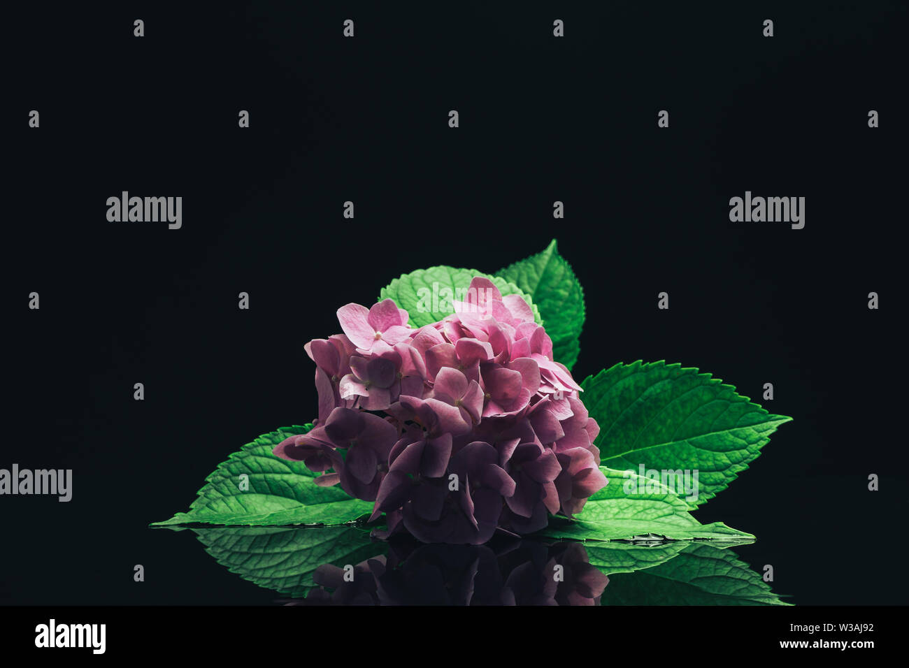 Beautiful purple hydrangea flower on a glass black background Stock ...