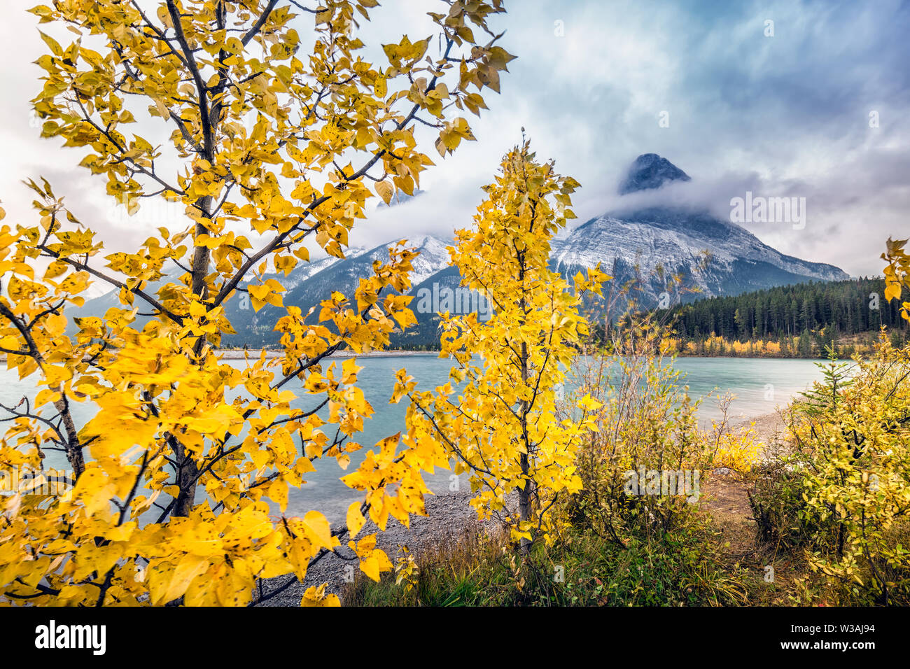 Yellow larch near Canmore, Banff National Park, Canada Stock Photo - Alamy