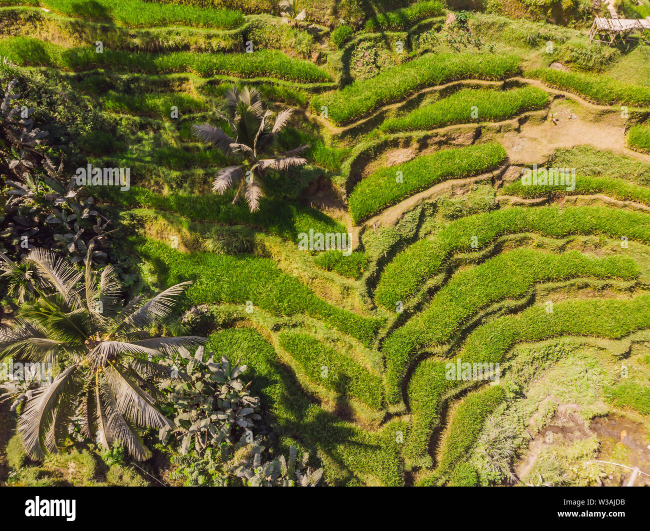 Aerial shot rice fields bali hi-res stock photography and images - Alamy