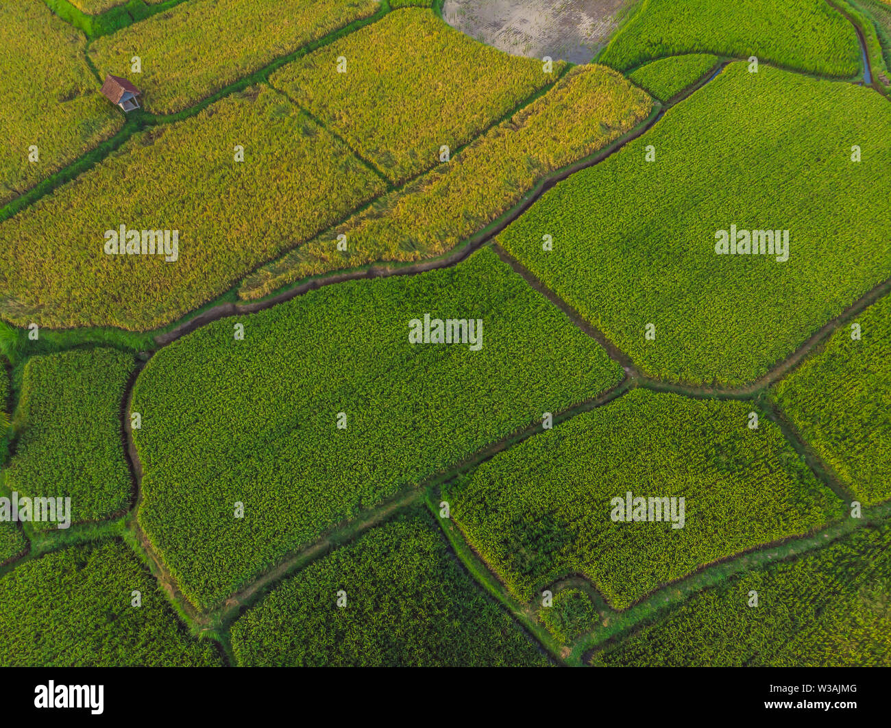 Rice Terrace Aerial Shot. Image of beautiful terrace rice field Stock ...