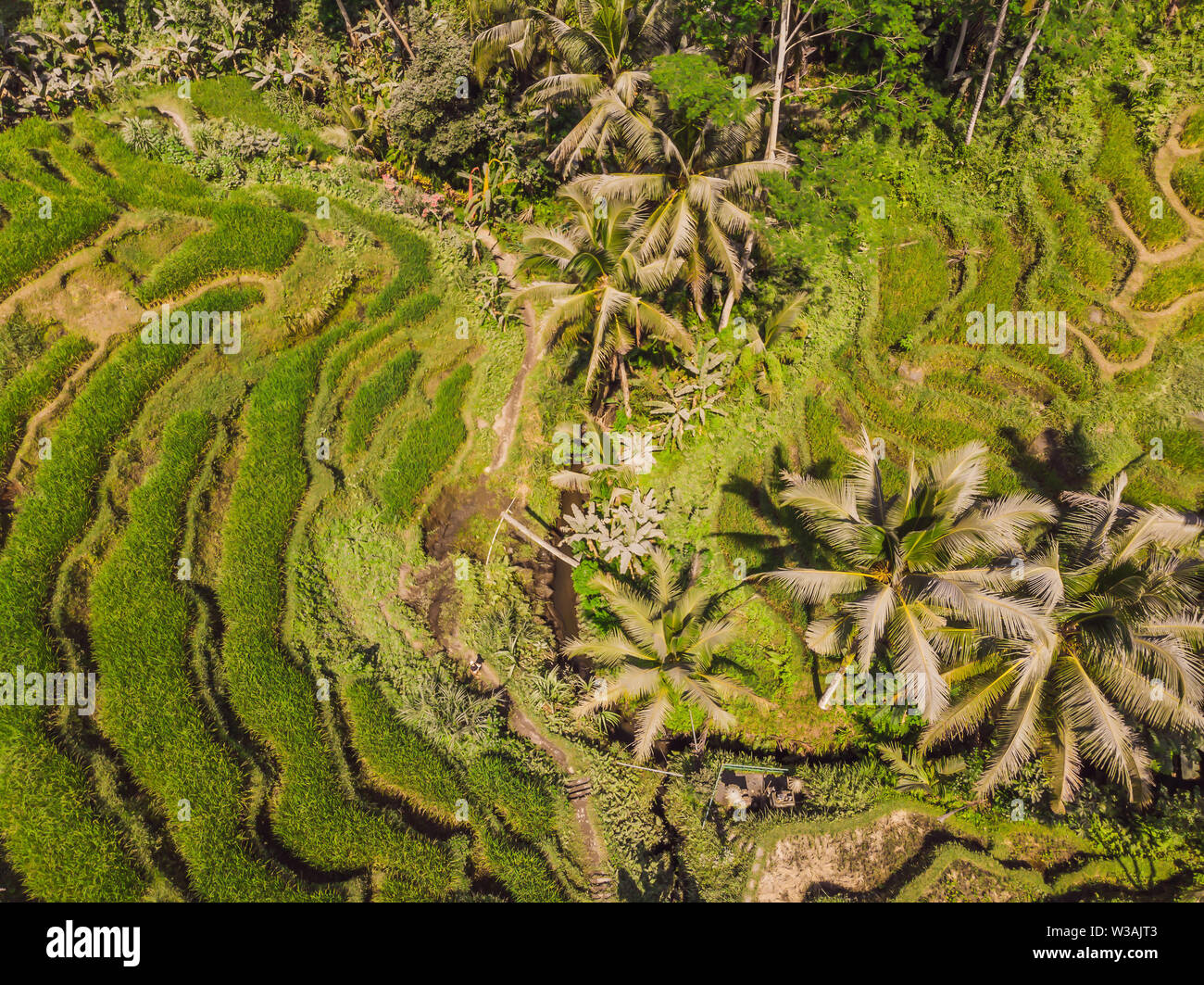 Rice Terrace Aerial Shot. Image of beautiful terrace rice field Stock ...