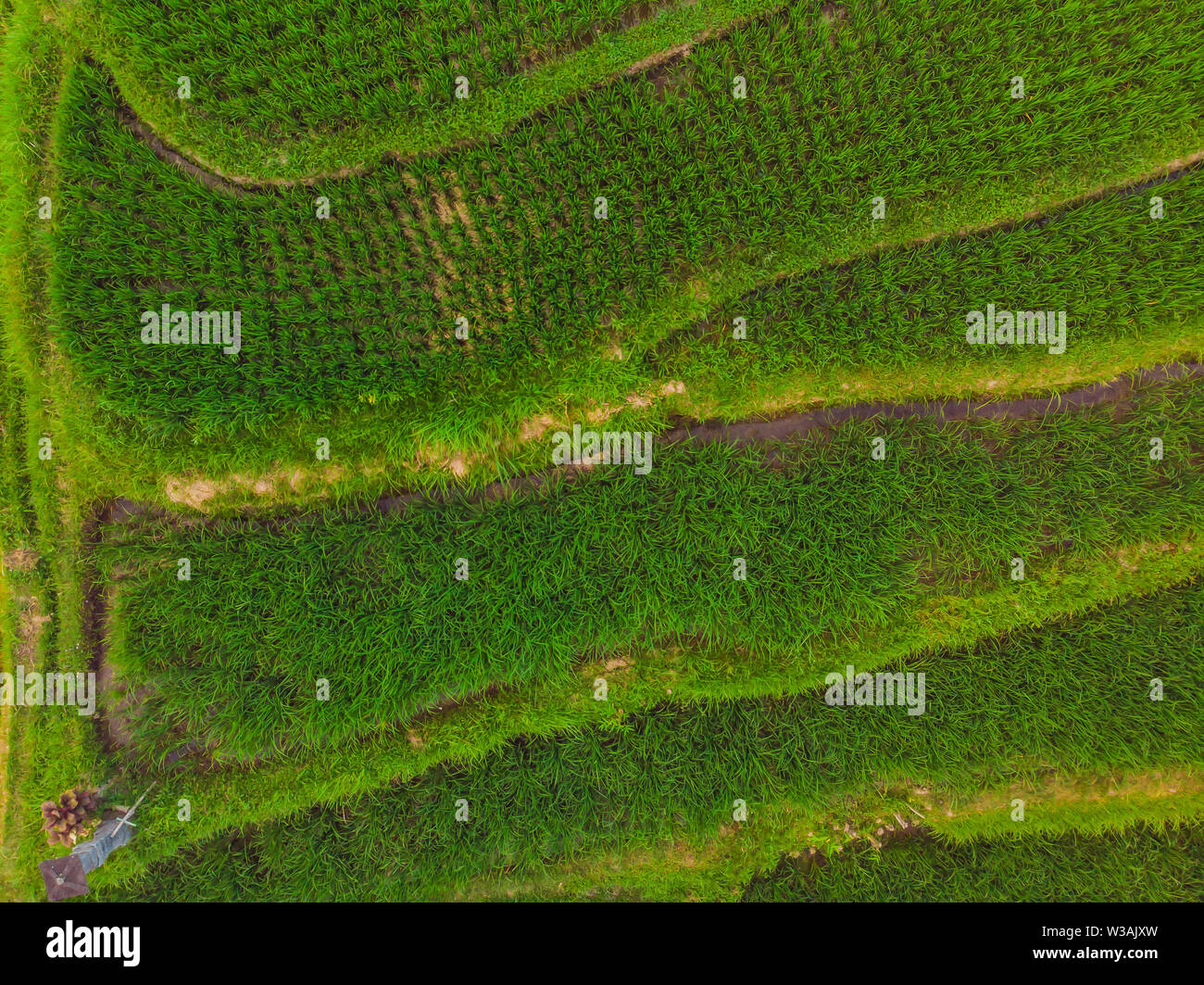 Beautiful shot terraced rice hi-res stock photography and images - Alamy