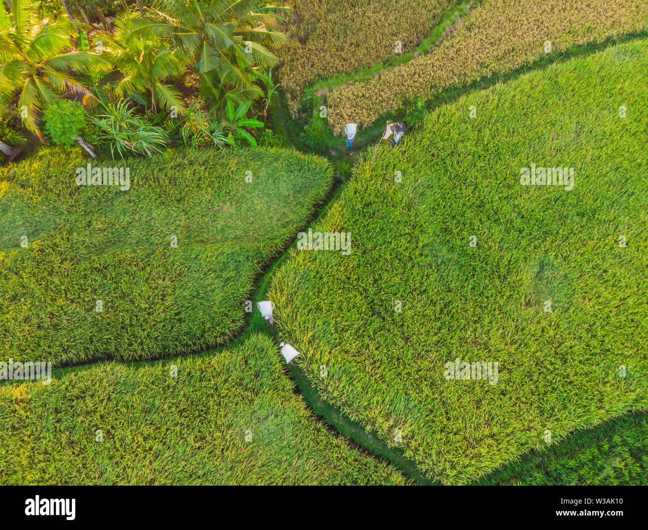 Aerial shot local village rice hi-res stock photography and images - Alamy