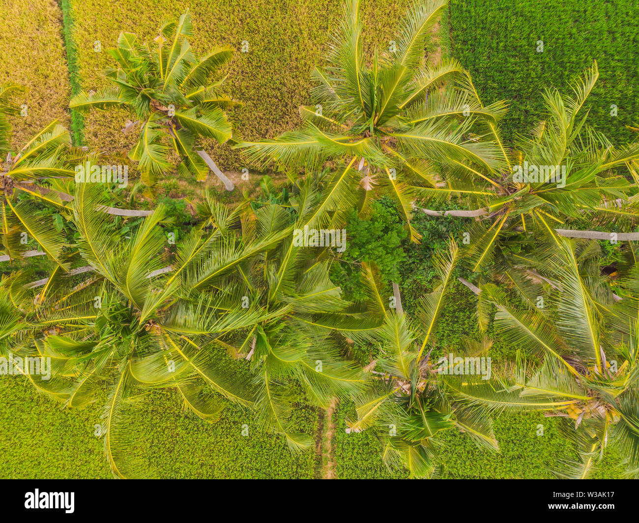 Rice Terrace Aerial Shot. Image of beautiful terrace rice field Stock ...