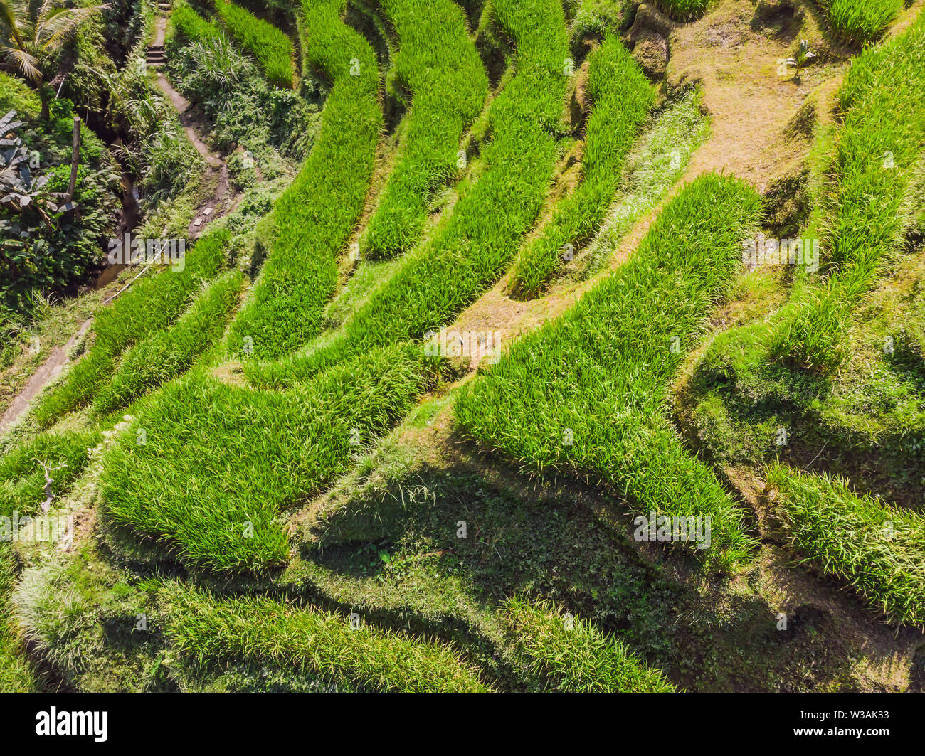 Rice Terrace Aerial Shot. Image of beautiful terrace rice field Stock ...