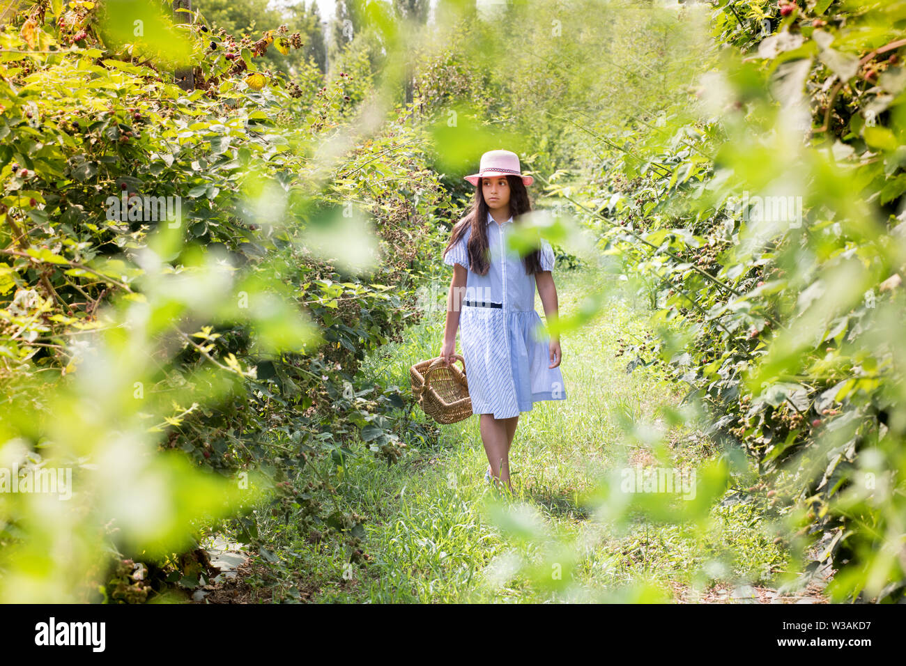 Trendy young girl in summer fashion walking through blackberries in a ...
