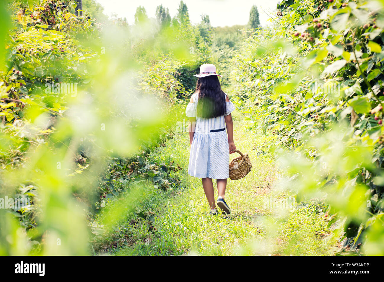 Girl walking through a blackberry plantation with a wicker basket ...