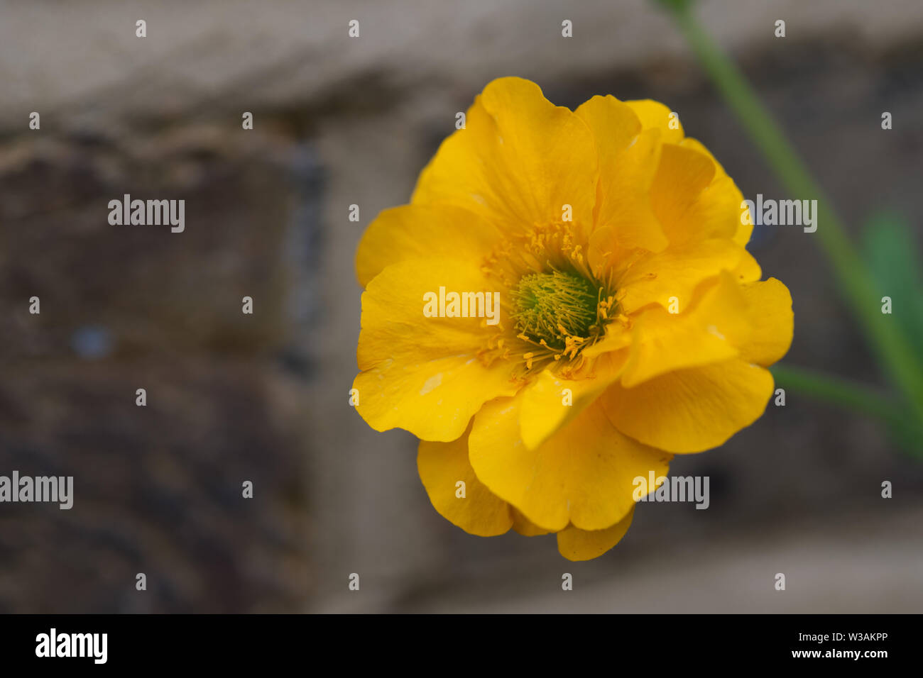 yellow Aven flower Stock Photo - Alamy