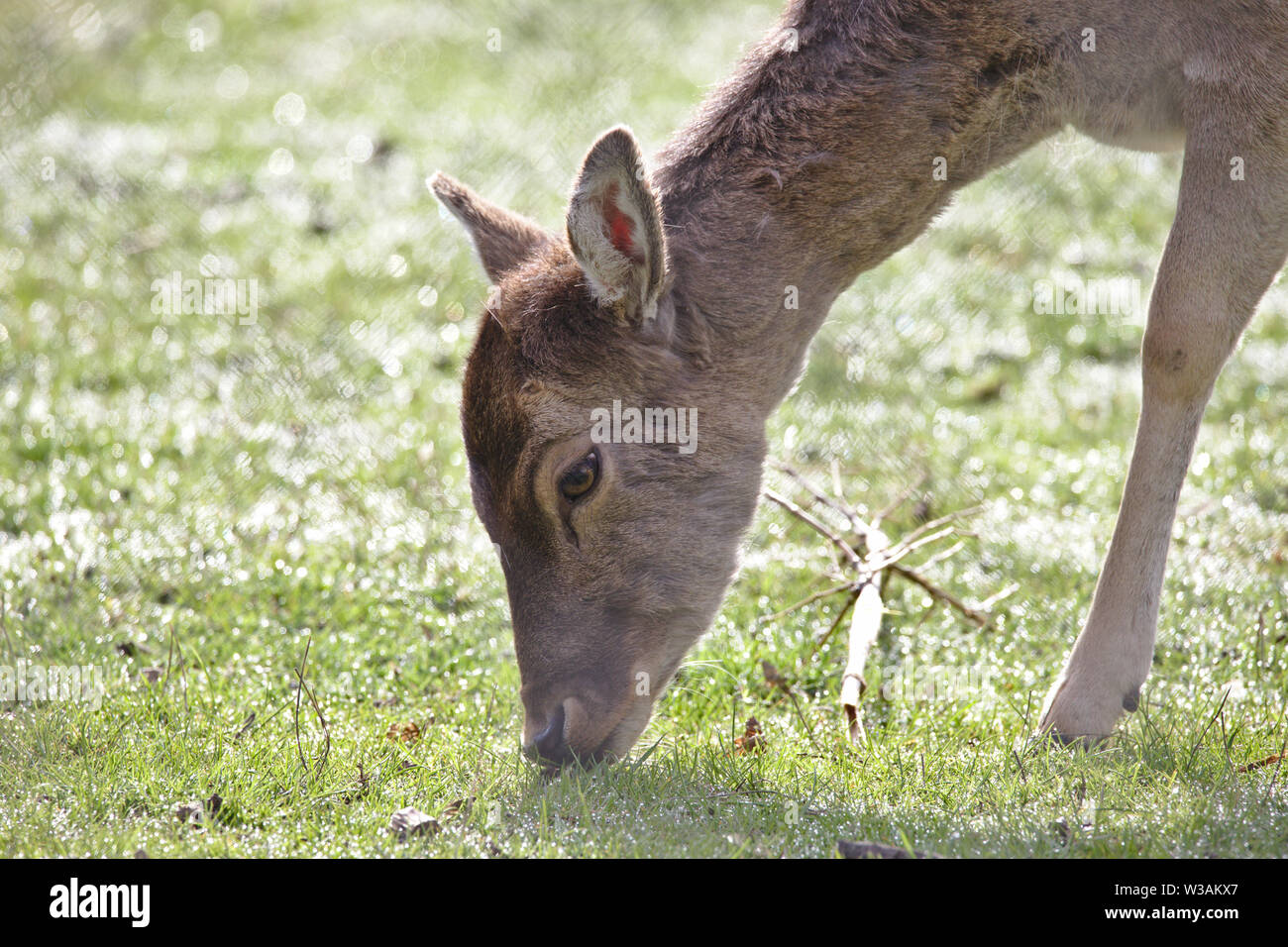 A young doe deer grazing Stock Photo - Alamy