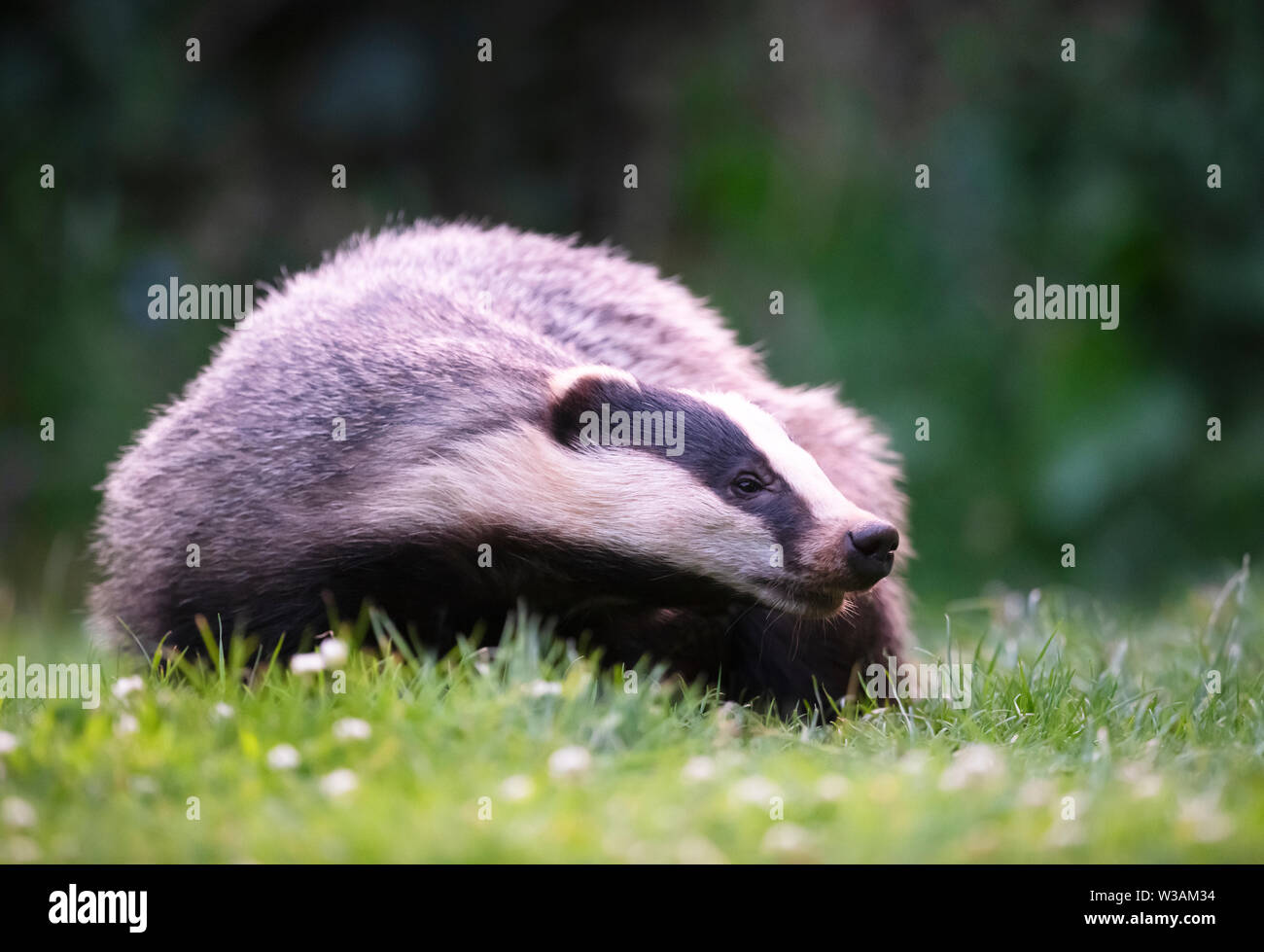 Badger Close Up High Resolution Stock Photography and Images - Alamy