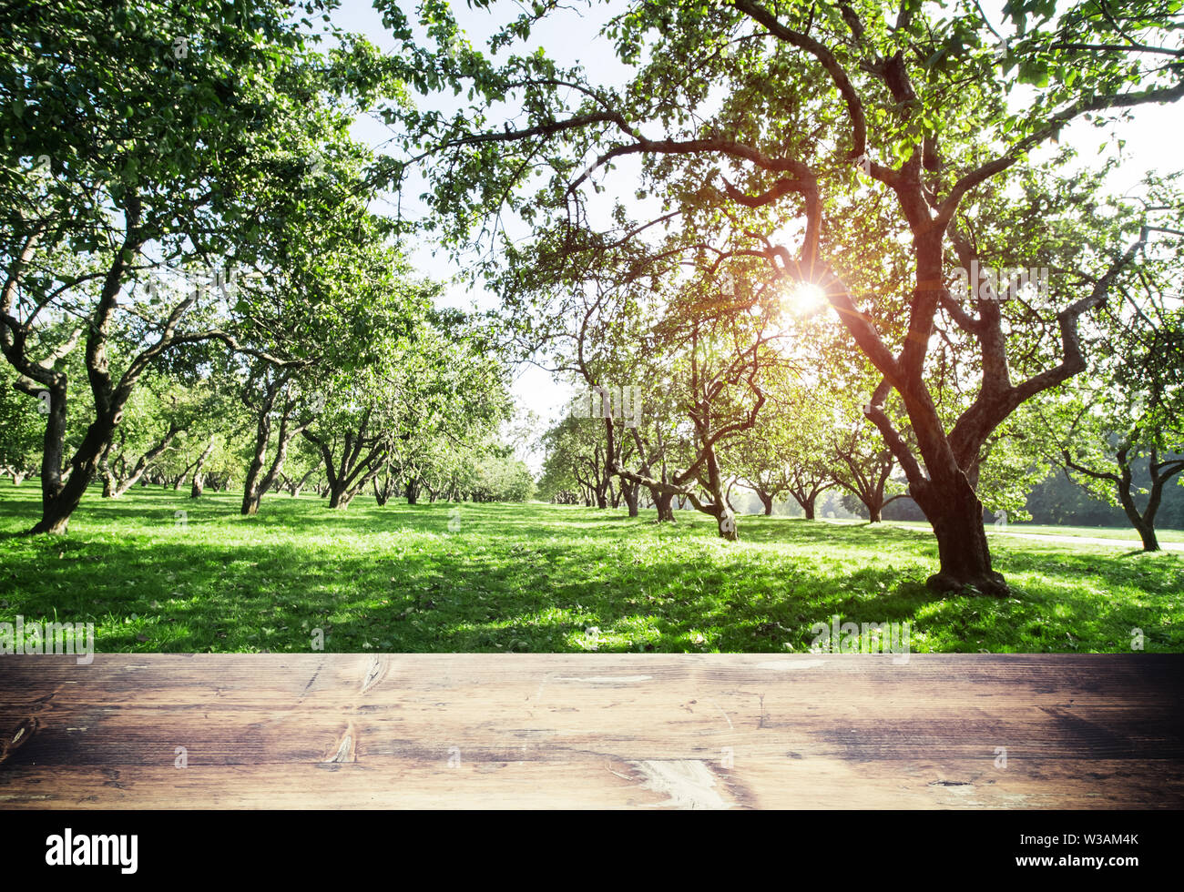 Park forest ecology background Stock Photo - Alamy