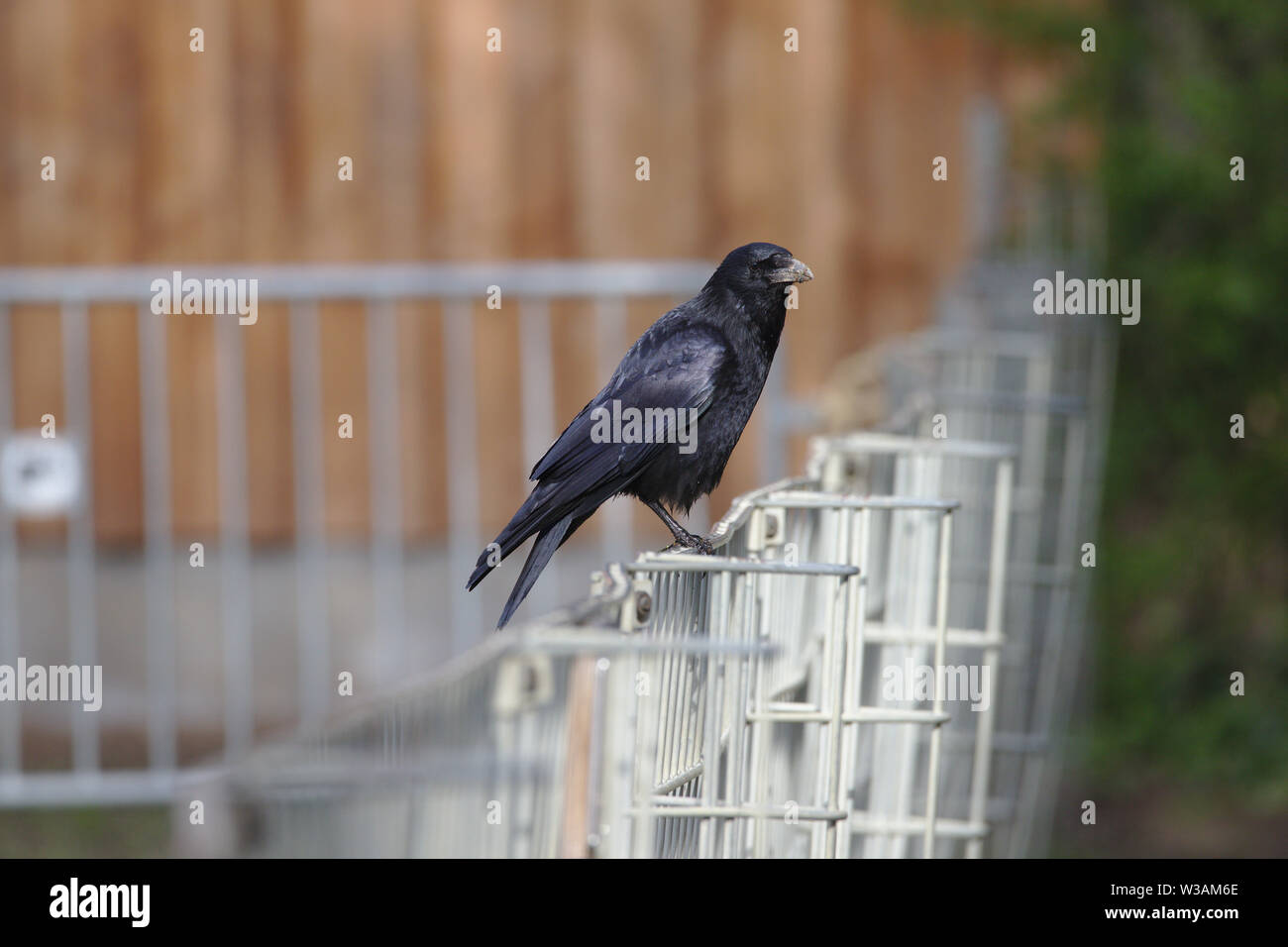 Raven on fence hi-res stock photography and images - Alamy