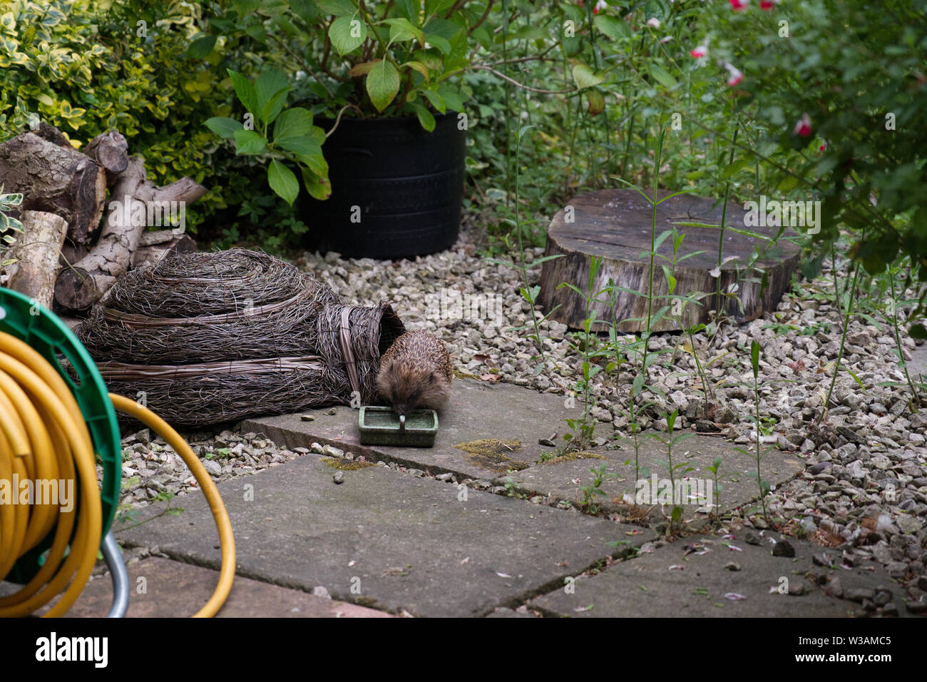 Hedgehog london garden hi-res stock photography and images - Alamy