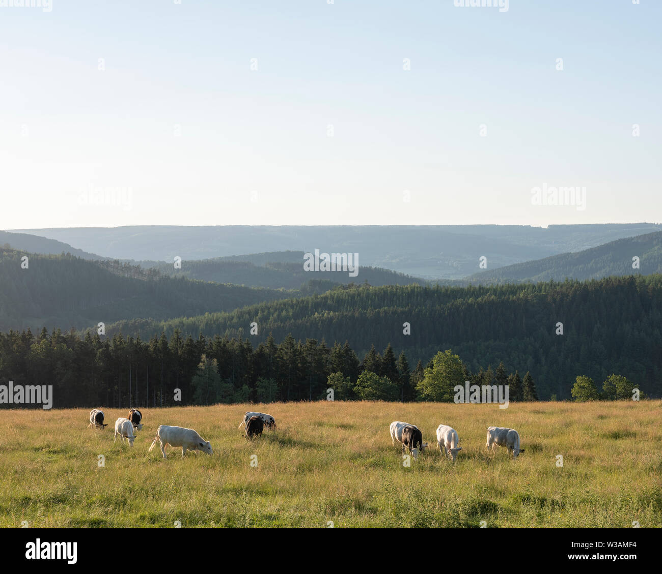 beautiful summer landscape of the belgian ardennes with cattle in warm ...