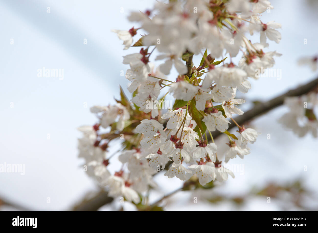 Wild cherry leaf hi-res stock photography and images - Alamy