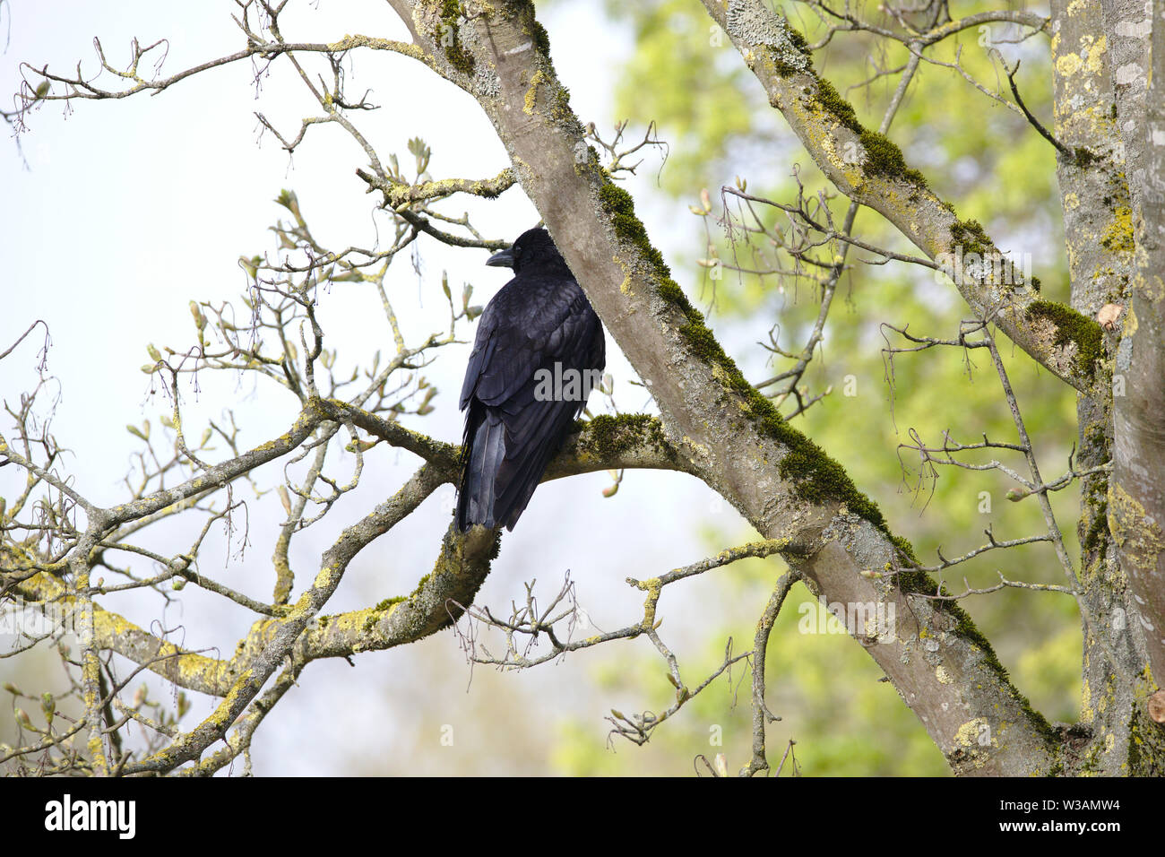 Dark tree with raven hi-res stock photography and images - Alamy