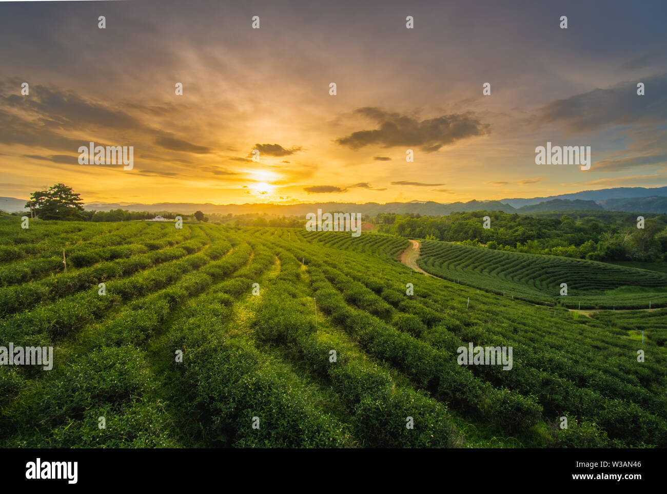 Beautiful sunsets at Chui Fong Tea Plantation, Chiang Rai Province ...