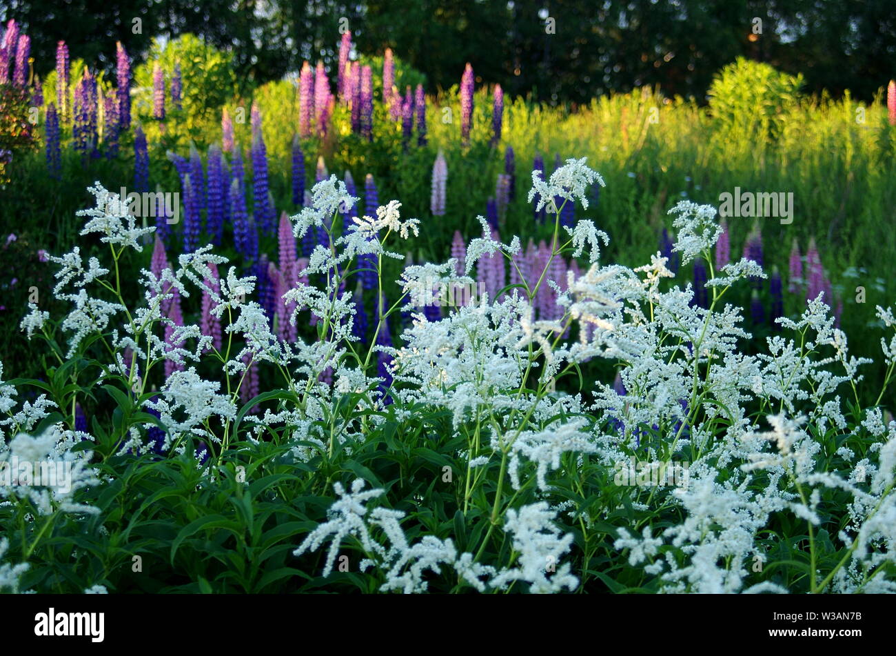 Nature at its best with colourful flowers,plants,grass surrounded by ...