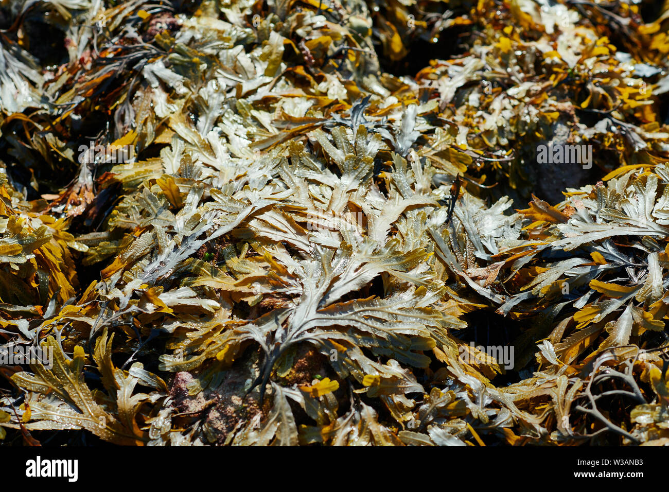 Seaweed close up Stock Photo - Alamy