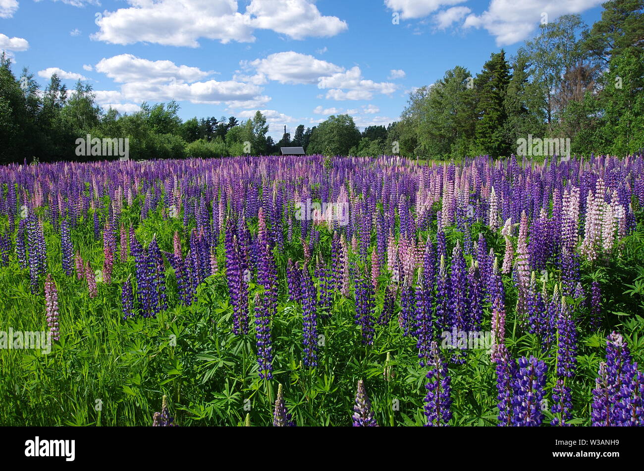 Nature at its best with colourful flowers,plants,grass surrounded by ...