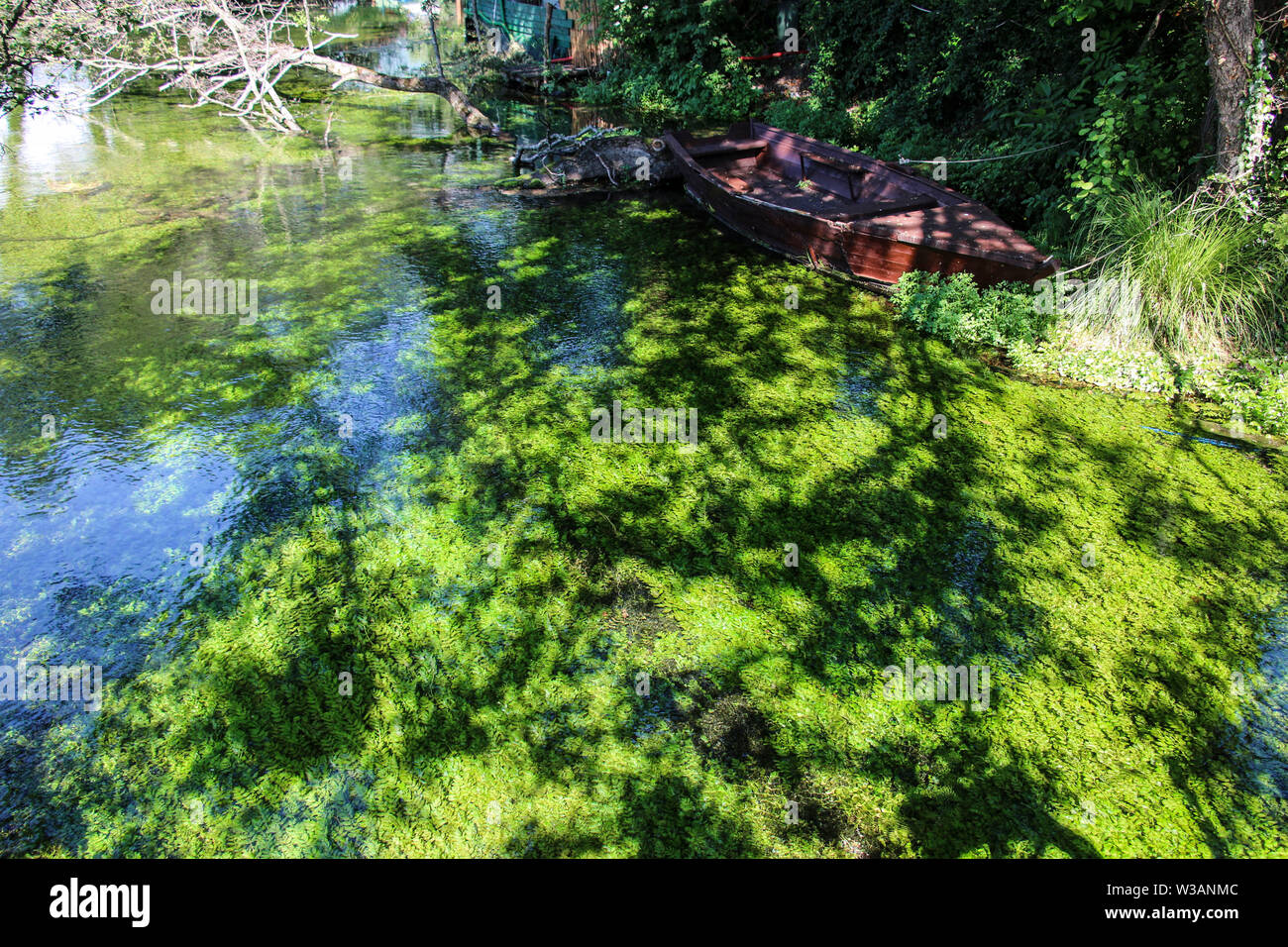 Green algae under water, algae on the rocks in a clear water on the ...