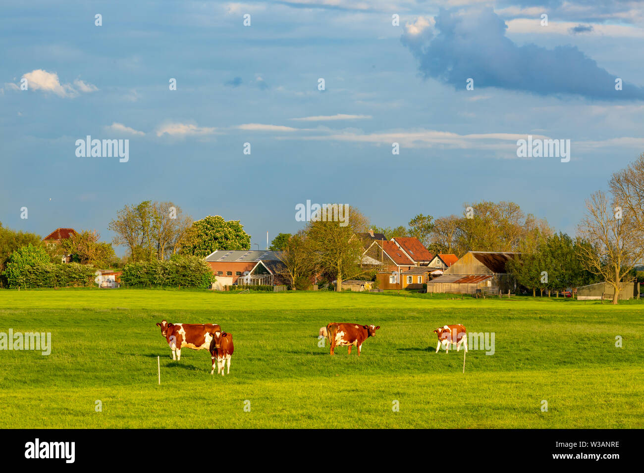 Cows grazing in lush green grass field hi-res stock photography and ...