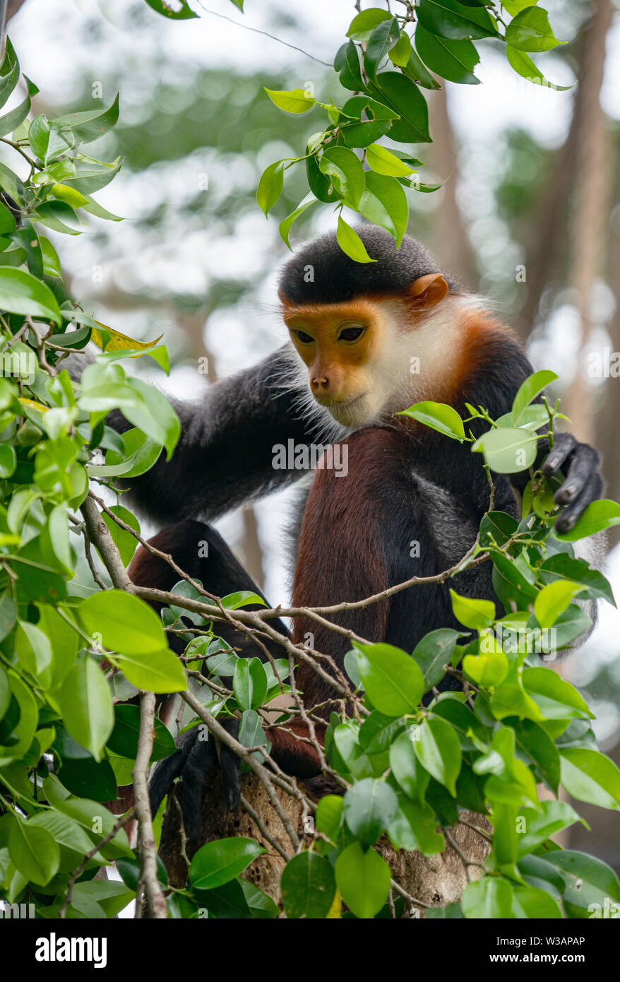 behavior of red shanked Douc Langur (Pygathrix nemaeus Stock Photo - Alamy