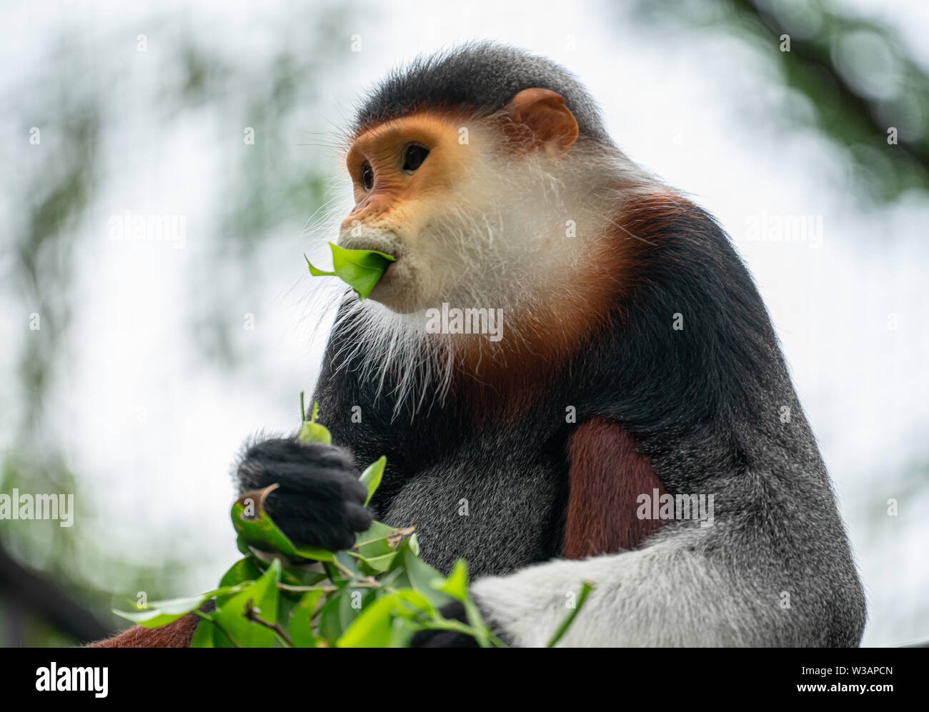 behavior of red shanked Douc Langur (Pygathrix nemaeus Stock Photo - Alamy