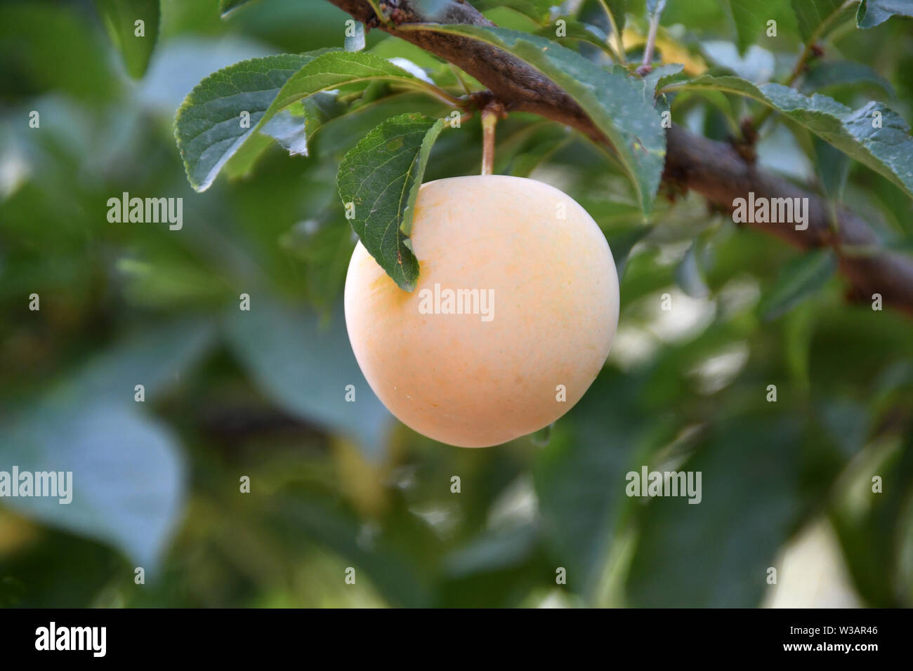 Shiro plum hi-res stock photography and images - Alamy