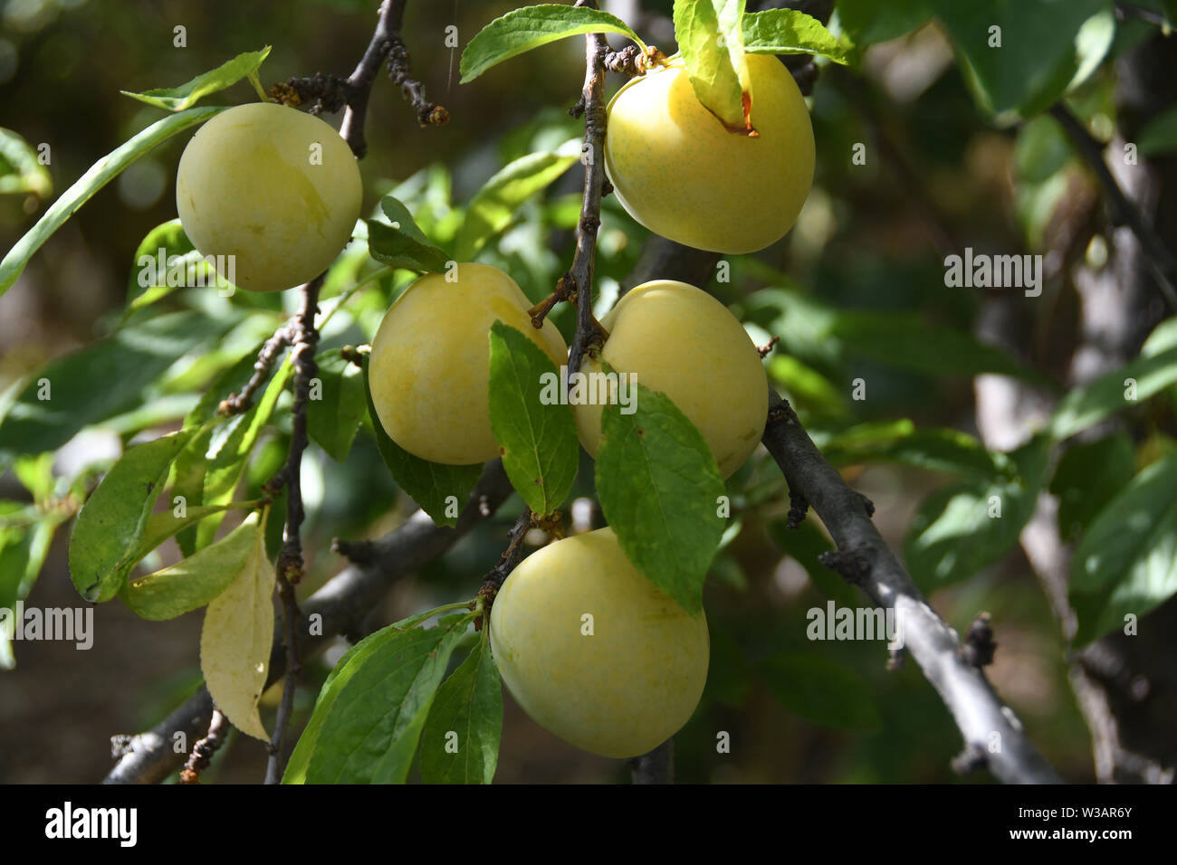 Shiro plum hi-res stock photography and images - Alamy