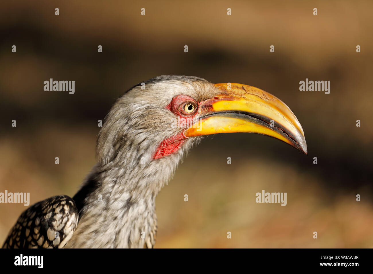 South africa yellow bird hi-res stock photography and images - Alamy