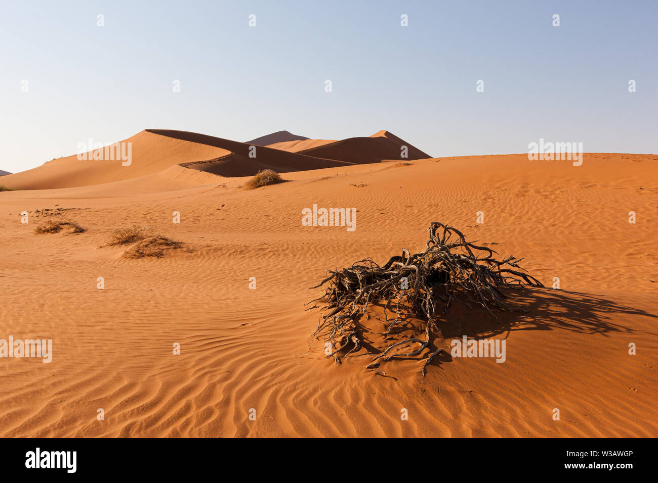Dried at the based of the dune Stock Photo - Alamy