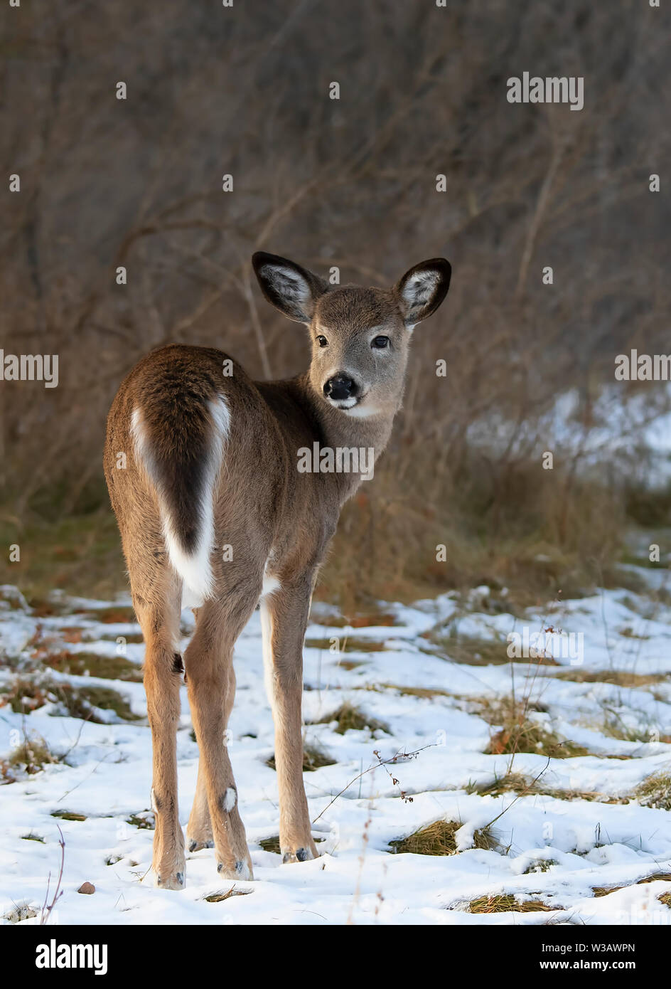 White-tailed deer fawn standing in an autumn snow covered meadow in ...