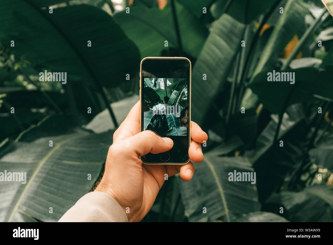 Mobile photography concept. Photography in nature (tropical plants ...
