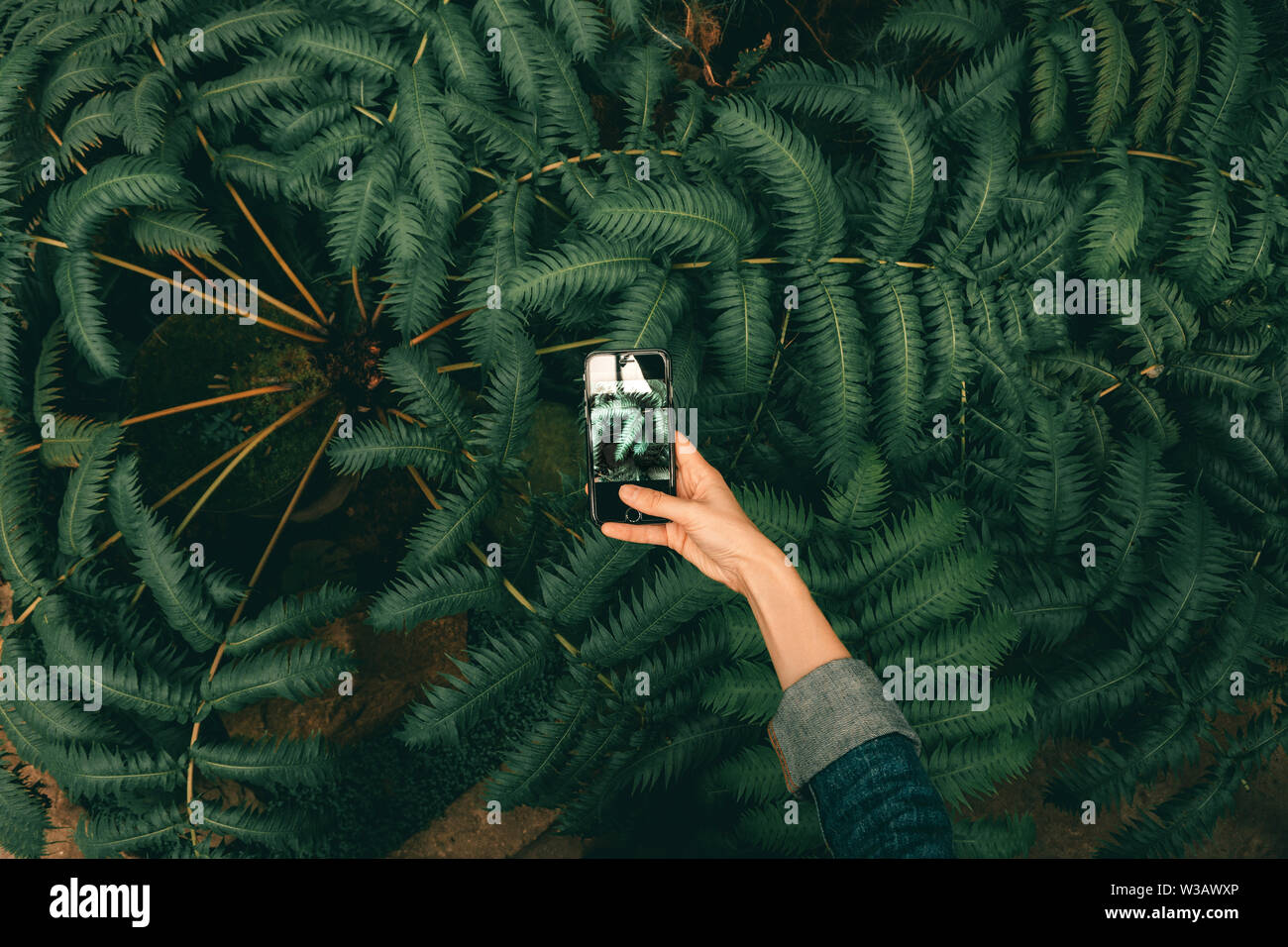 Mobile photography concept. Photography in nature (tropical plants ...